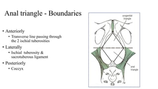 Ischio rectal fossa | PDF