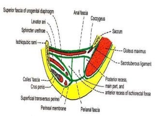 Ischiorectal fossa.pptx