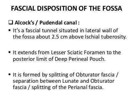 Ischiorectal fossa.pptx
