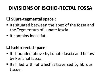 Ischiorectal fossa.pptx