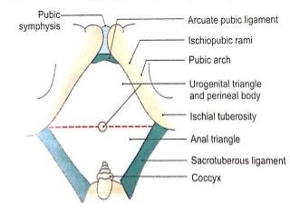 Ischiorectal fossa.pptx