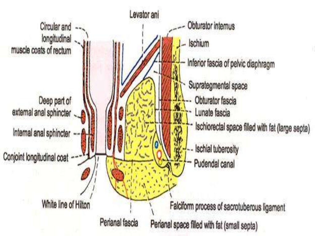 Ischiorectal fossa.pptx