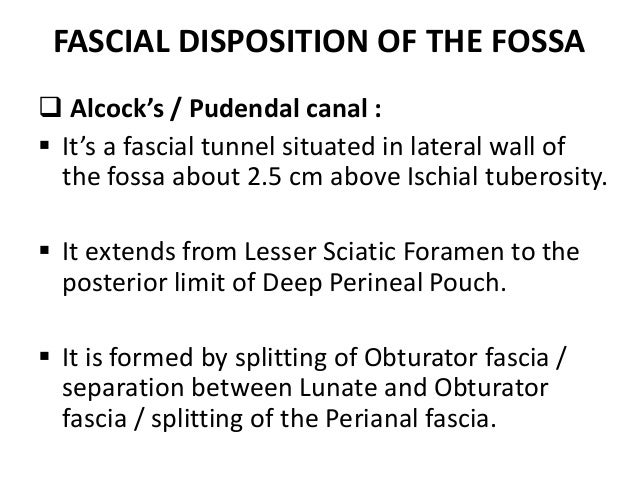 Ischiorectal fossa.pptx