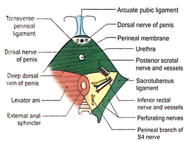 Ischiorectal fossa.pptx