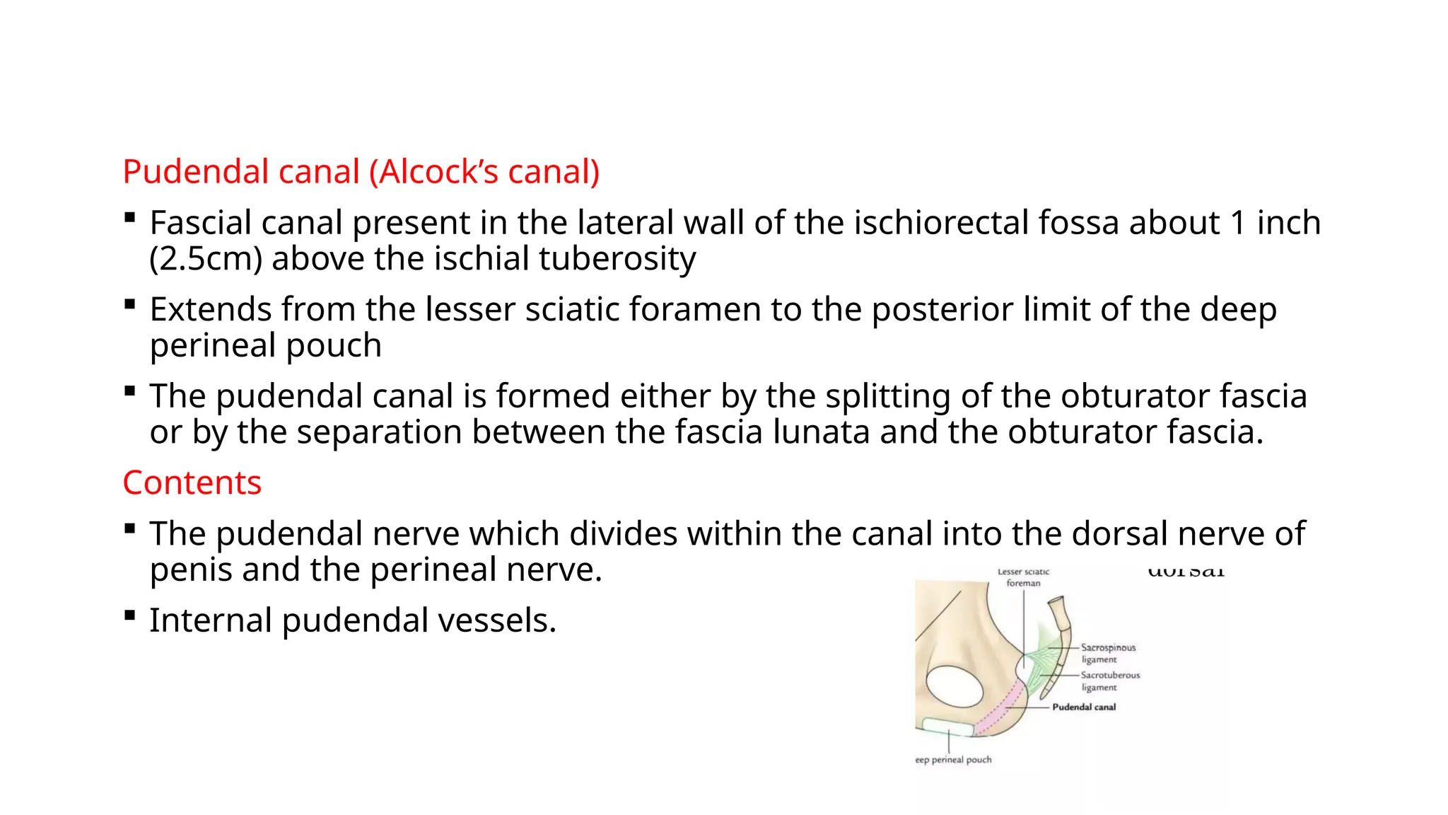 Ischiorectal fossa.pptx1100ysj9866755432 | PPTX
