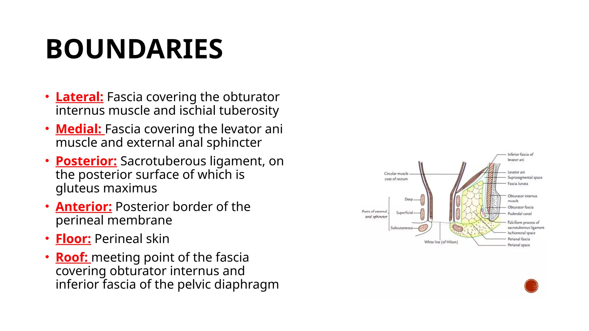 Ischiorectal fossa.pptx1100ysj9866755432 | PPTX