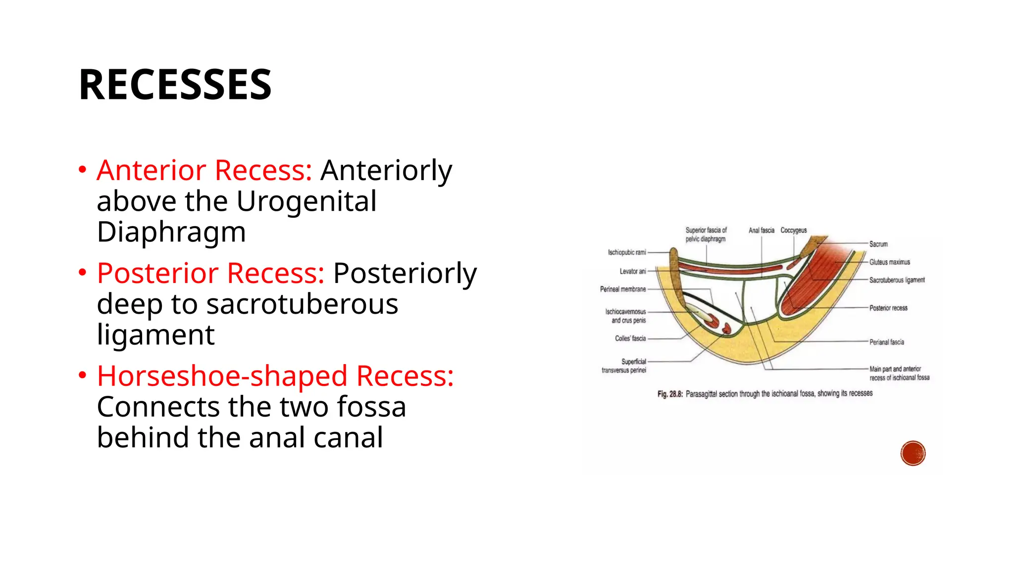 Ischiorectal fossa.pptx1100ysj9866755432 | PPTX