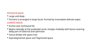 Ischiorectal fossa.pptx1100ysj9866755432 | PPTX