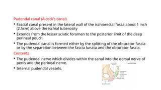 Ischiorectal fossa.pptx1100ysj9866755432 | PPTX