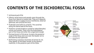 Ischiorectal fossa.pptx1100ysj9866755432 | PPTX