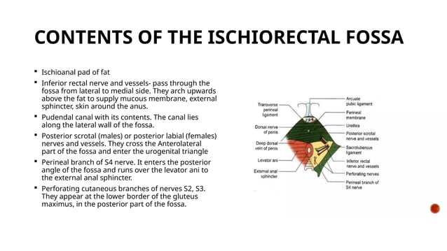 Ischiorectal fossa.pptx1100ysj9866755432 | PPTX