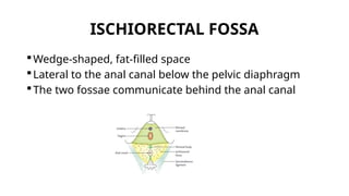 Ischiorectal fossa.pptx1100ysj9866755432 | PPTX