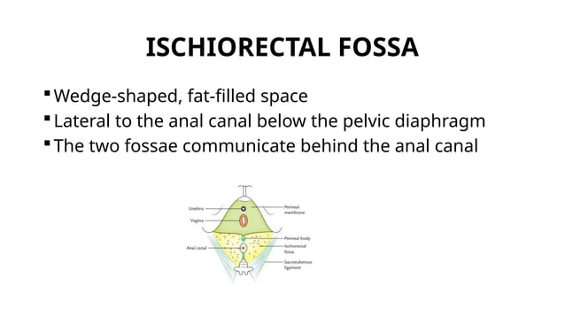 Ischiorectal fossa.pptx1100ysj9866755432 | PPTX