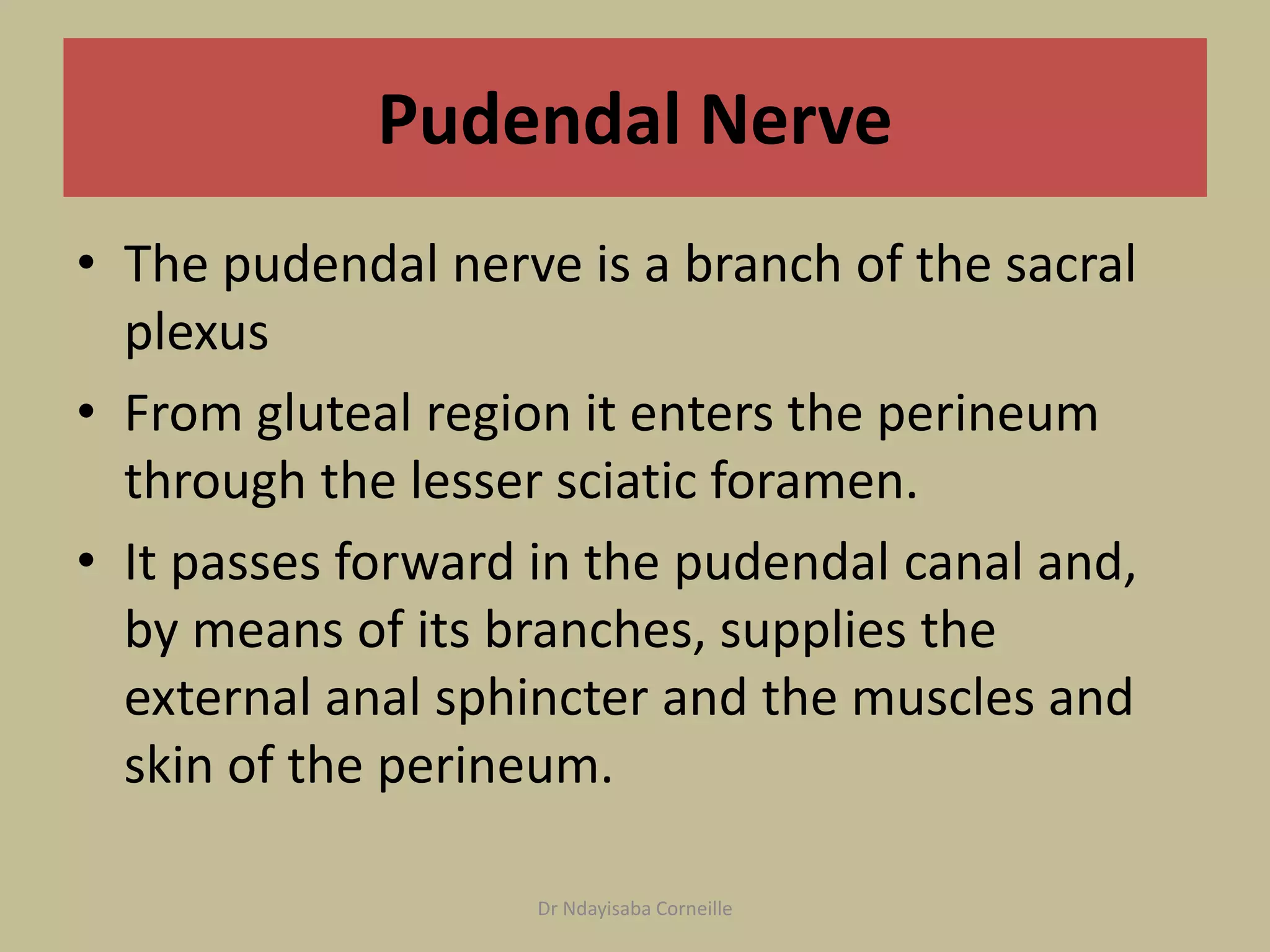 Ischiorectal_Fossa & Inguinal canal.pptx