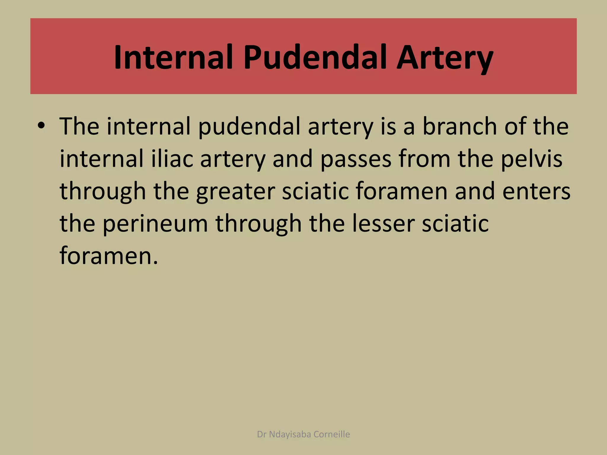 Ischiorectal_Fossa & Inguinal canal.pptx