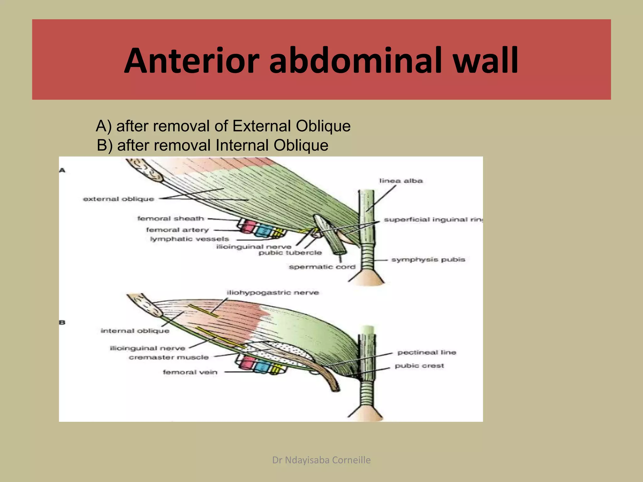 Ischiorectal_Fossa & Inguinal canal.pptx