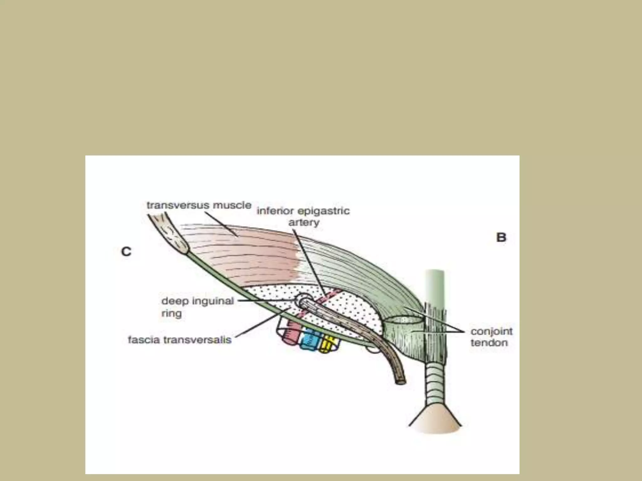 Ischiorectal_Fossa & Inguinal canal.pptx