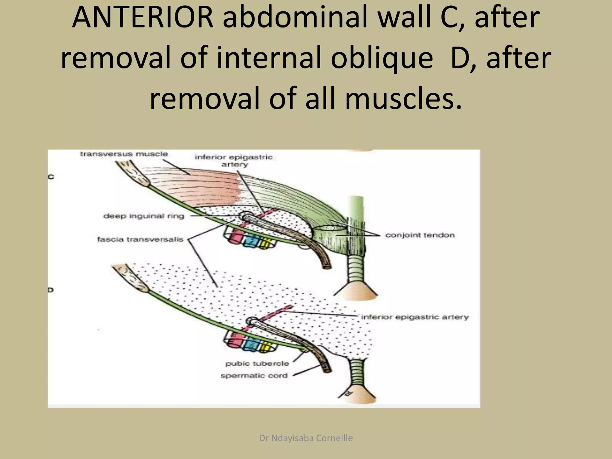 Ischiorectal_Fossa & Inguinal canal.pptx