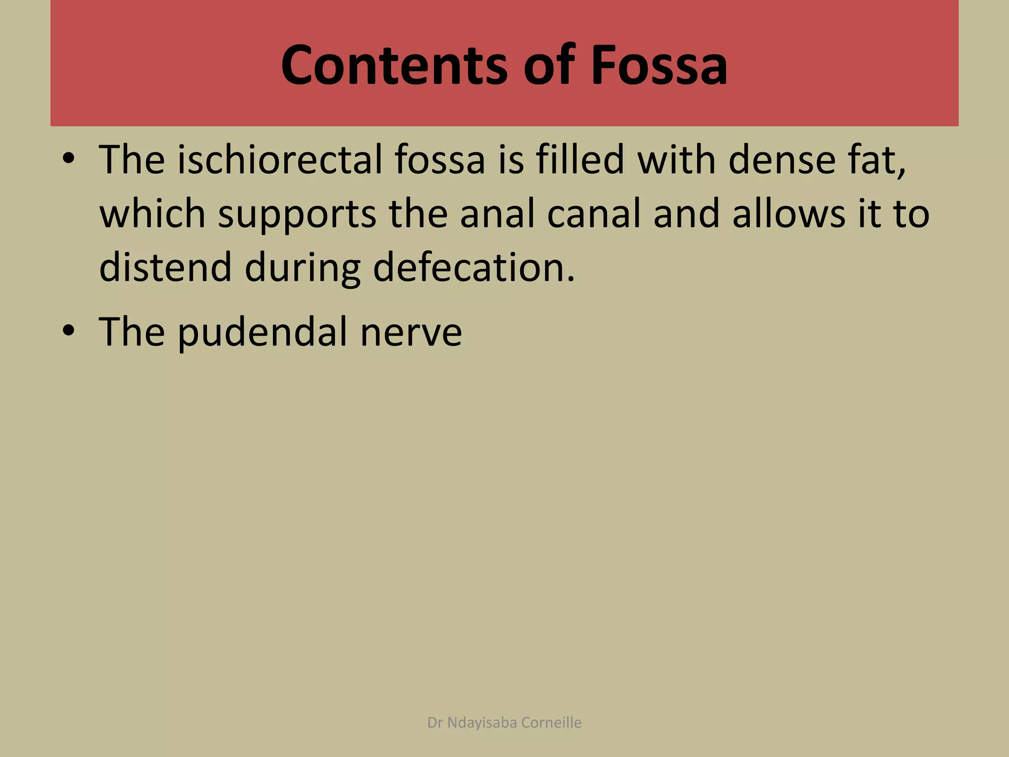 Ischiorectal_Fossa & Inguinal canal.pptx