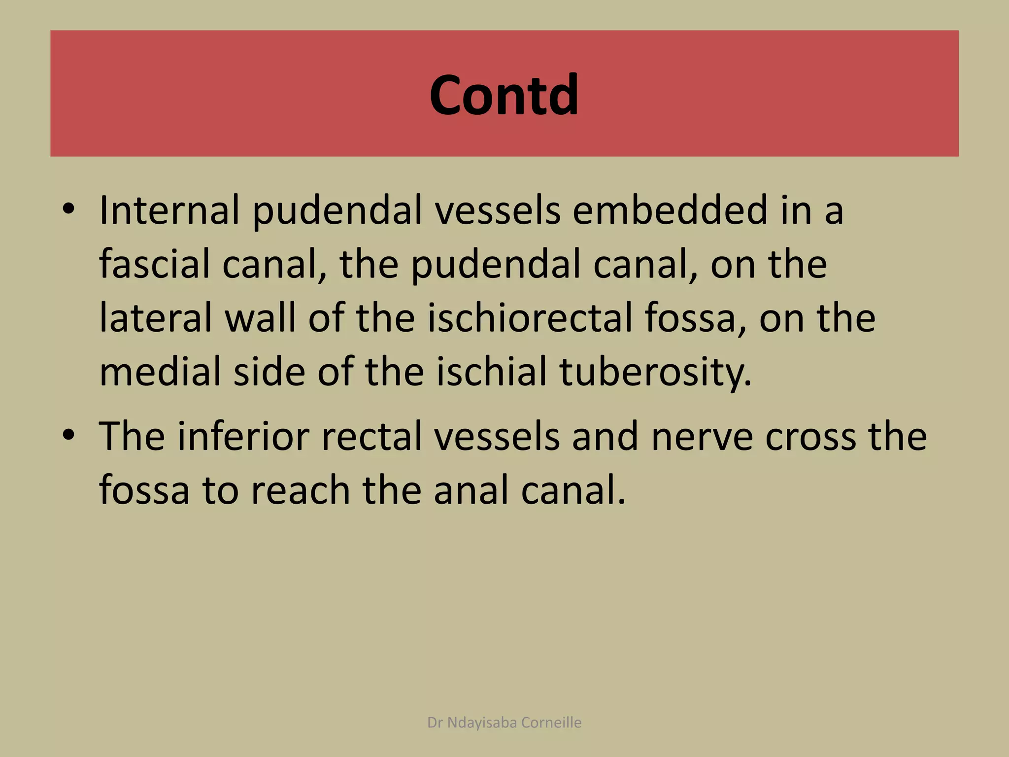Ischiorectal_Fossa & Inguinal canal.pptx