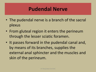 Ischiorectal_Fossa & Inguinal canal.pptx