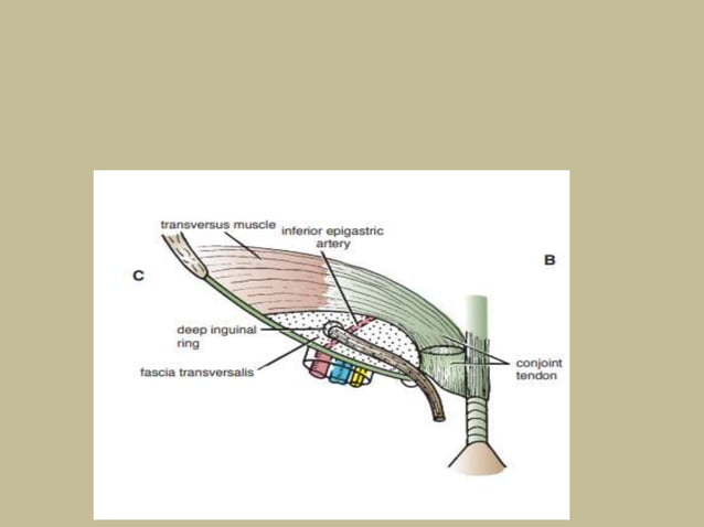 Ischiorectal_Fossa & Inguinal canal.pptx | Pregnancy | Reproductive Health