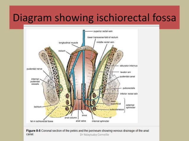 Ischiorectal_Fossa & Inguinal canal.pptx | Pregnancy | Reproductive Health