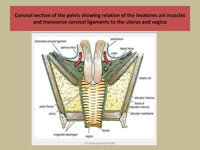 Ischiorectal_Fossa & Inguinal canal.pptx