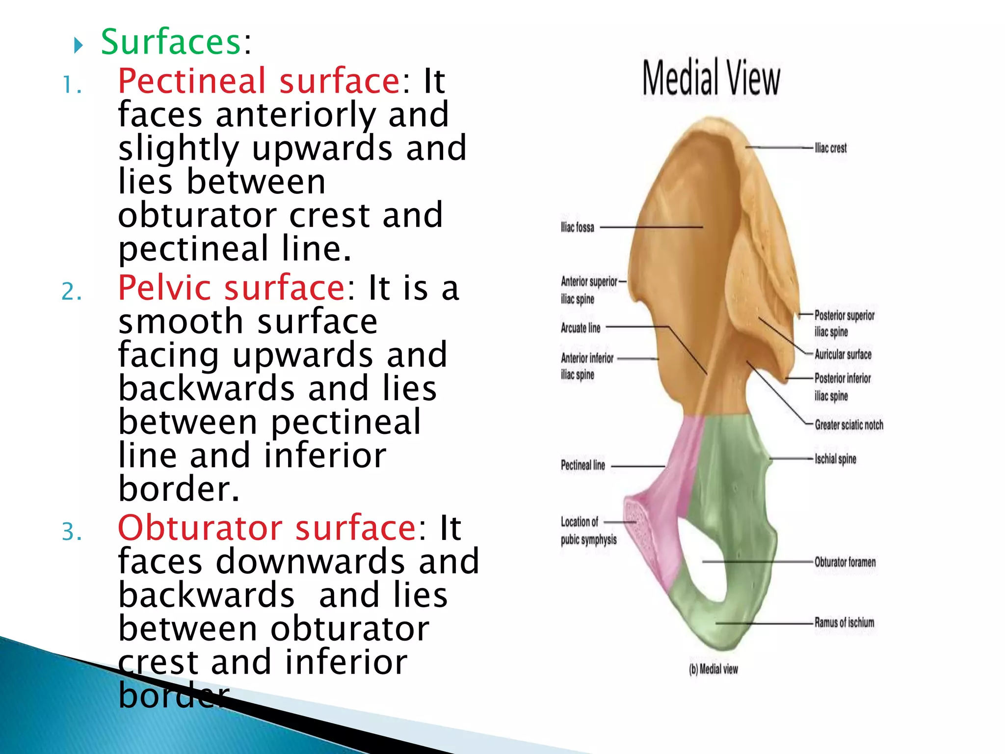 Ischium & pubic 2 | PPTX