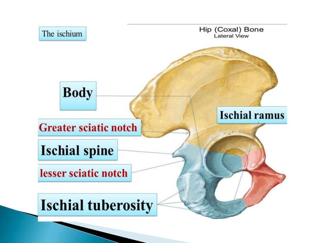 Ischium & pubic 2 | PPTX