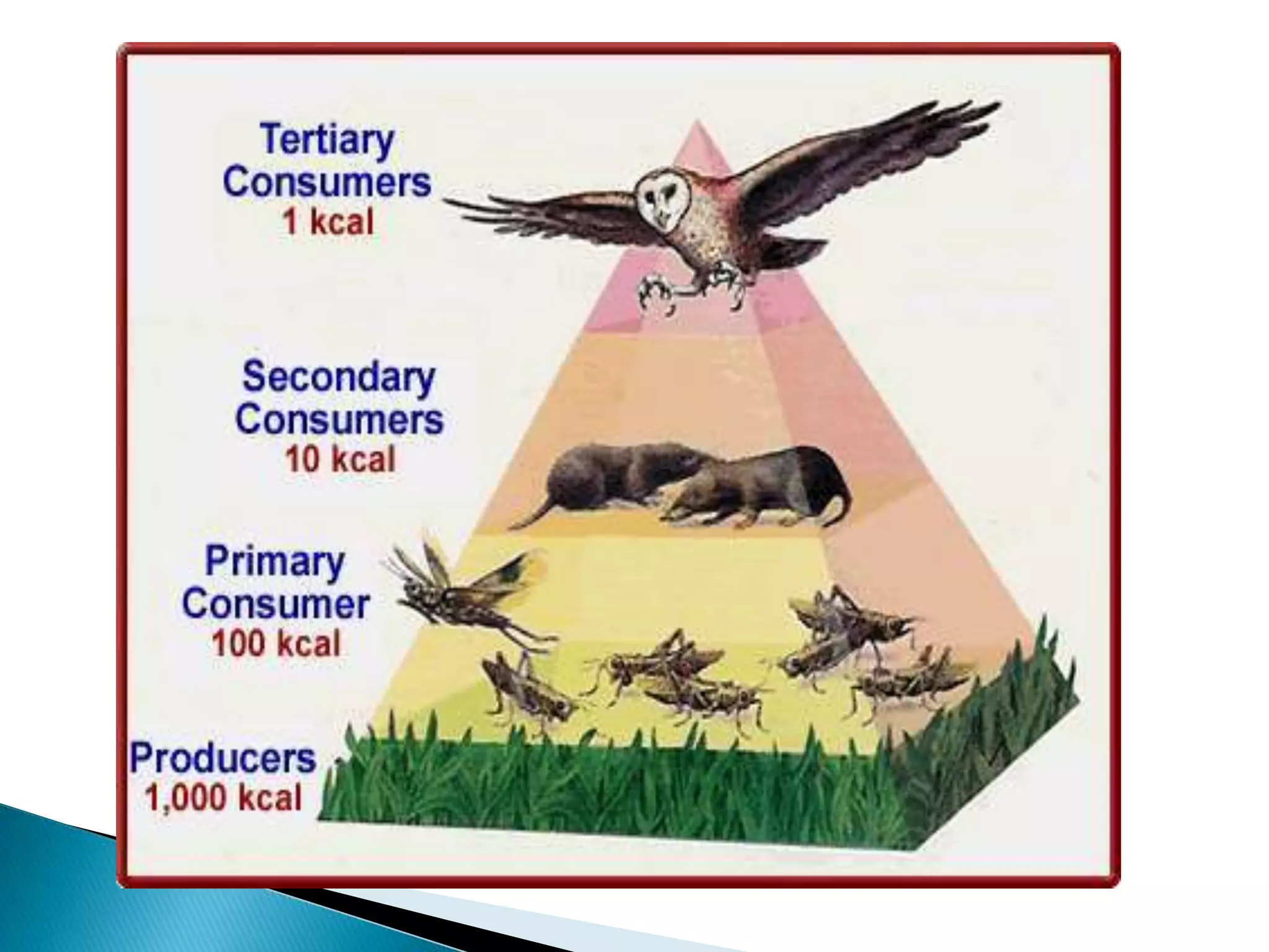 concept of ecosystem | PPTX
