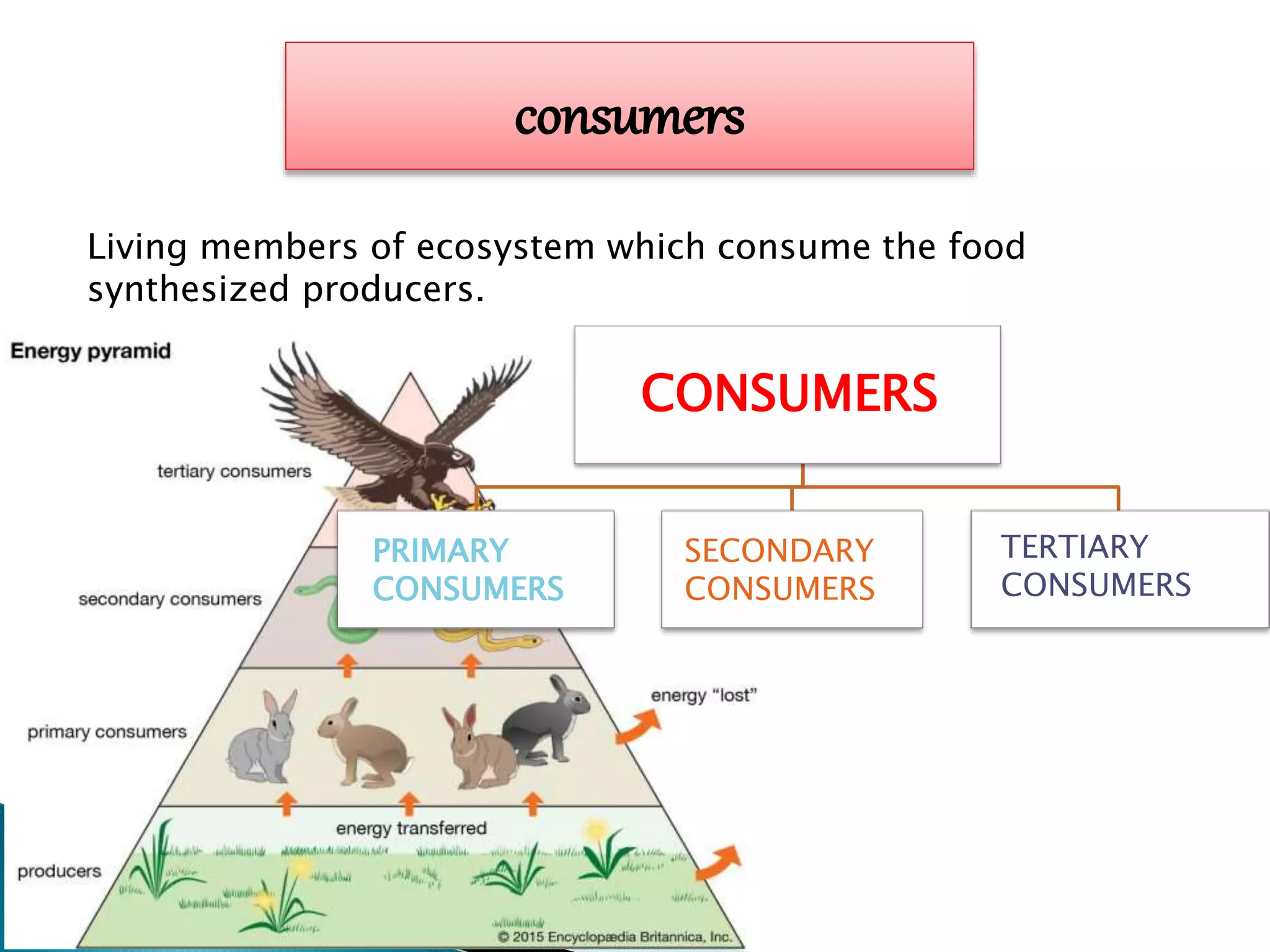 concept of ecosystem | PPTX