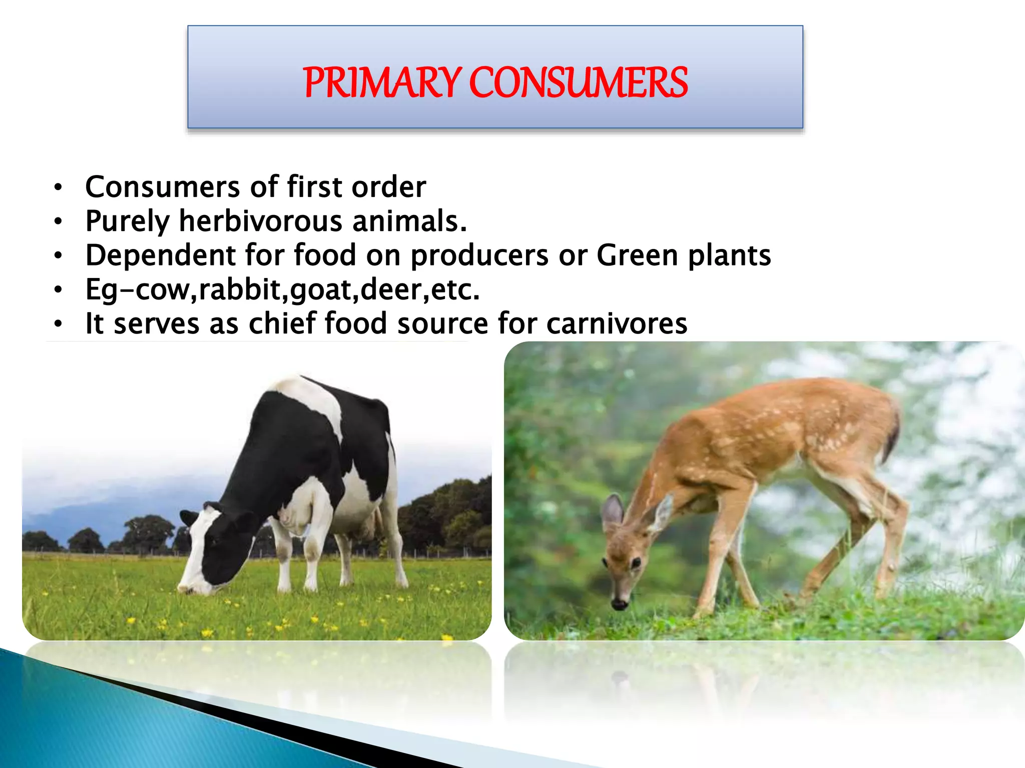 concept of ecosystem | PPTX