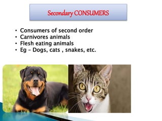 concept of ecosystem | PPTX | Geography | Science