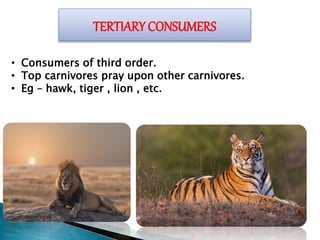 concept of ecosystem | PPTX | Geography | Science