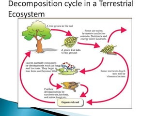 concept of ecosystem | PPTX | Geography | Science