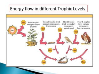 concept of ecosystem | PPTX | Geography | Science