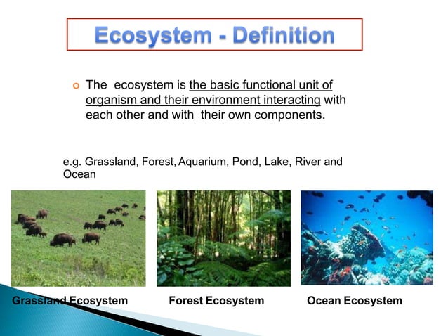 concept of ecosystem | PPTX | Geography | Science