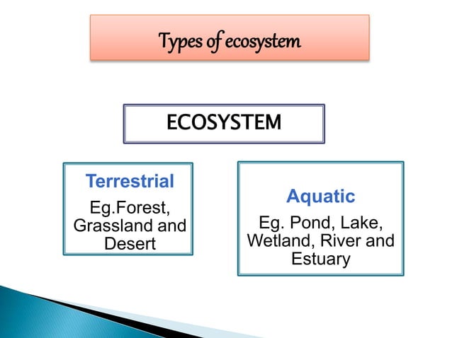 concept of ecosystem | PPTX | Geography | Science