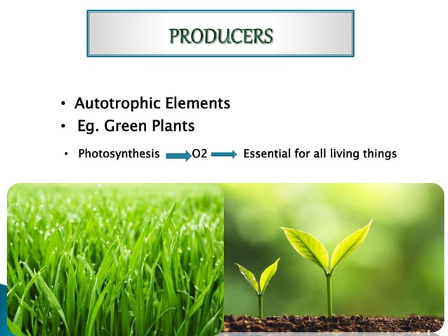 concept of ecosystem | PPTX | Geography | Science