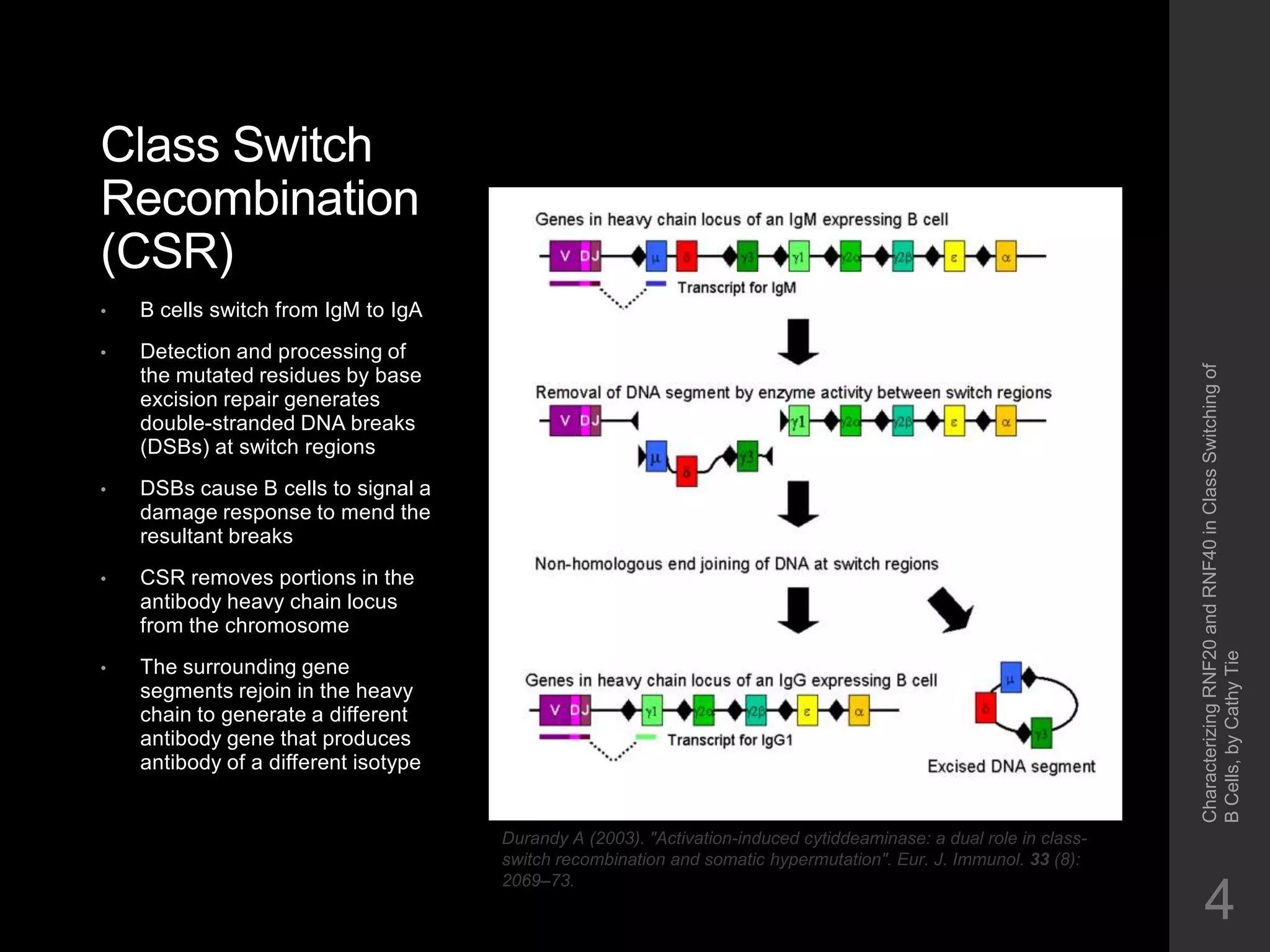 Characterizing RNF20 and RNF40 in Class Switching of B Cells | PPTX