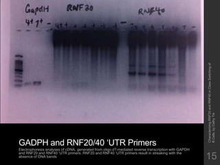 Characterizing RNF20 and RNF40 in Class Switching of B Cells | PPTX