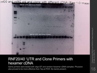Characterizing RNF20 and RNF40 in Class Switching of B Cells | PPTX