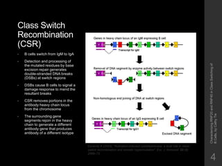 Characterizing RNF20 and RNF40 in Class Switching of B Cells | PPTX