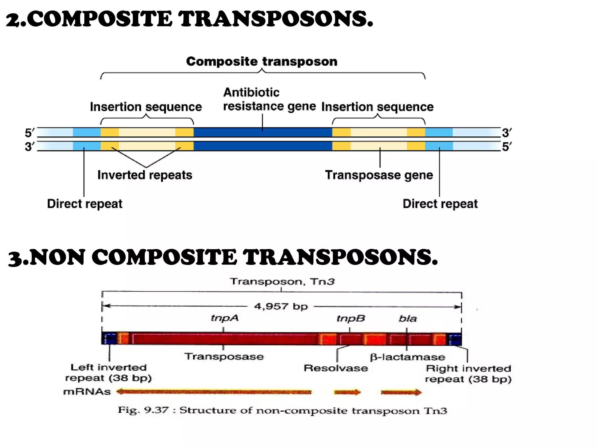 Is elements transposons final | PPT