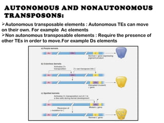 Is elements transposons final | PPT