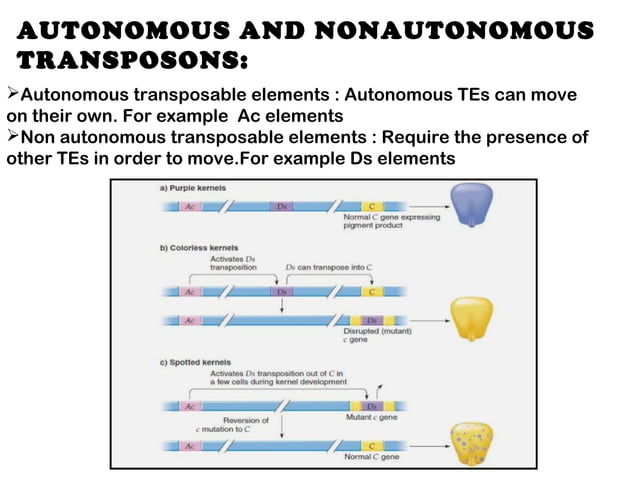 Is elements transposons final | PPT | Chemistry | Science