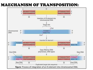Is elements transposons final | PPT