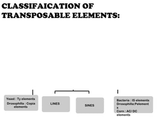 Is elements transposons final | PPT