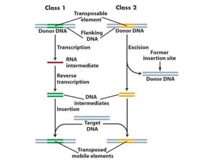 Is elements transposons final | PPT